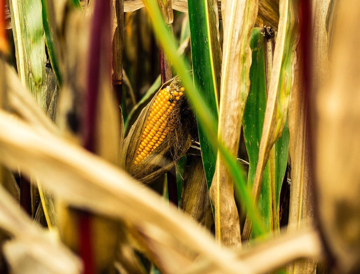 Do you know which fields waxy corn starch has applications in ...